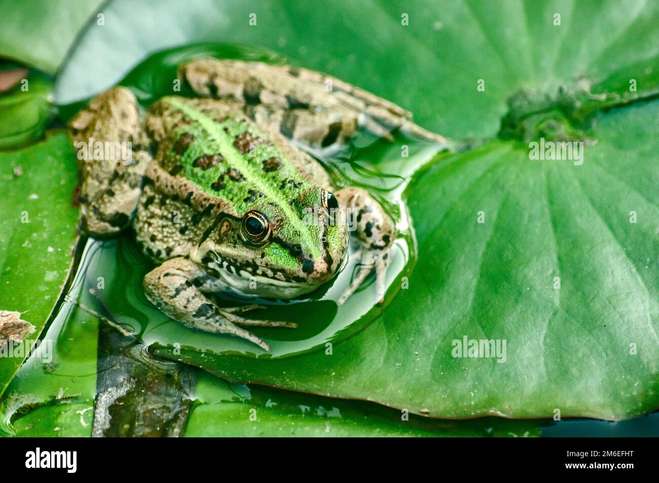 Green frog on a water lily leaf hi-res stock photography and images - Alamy