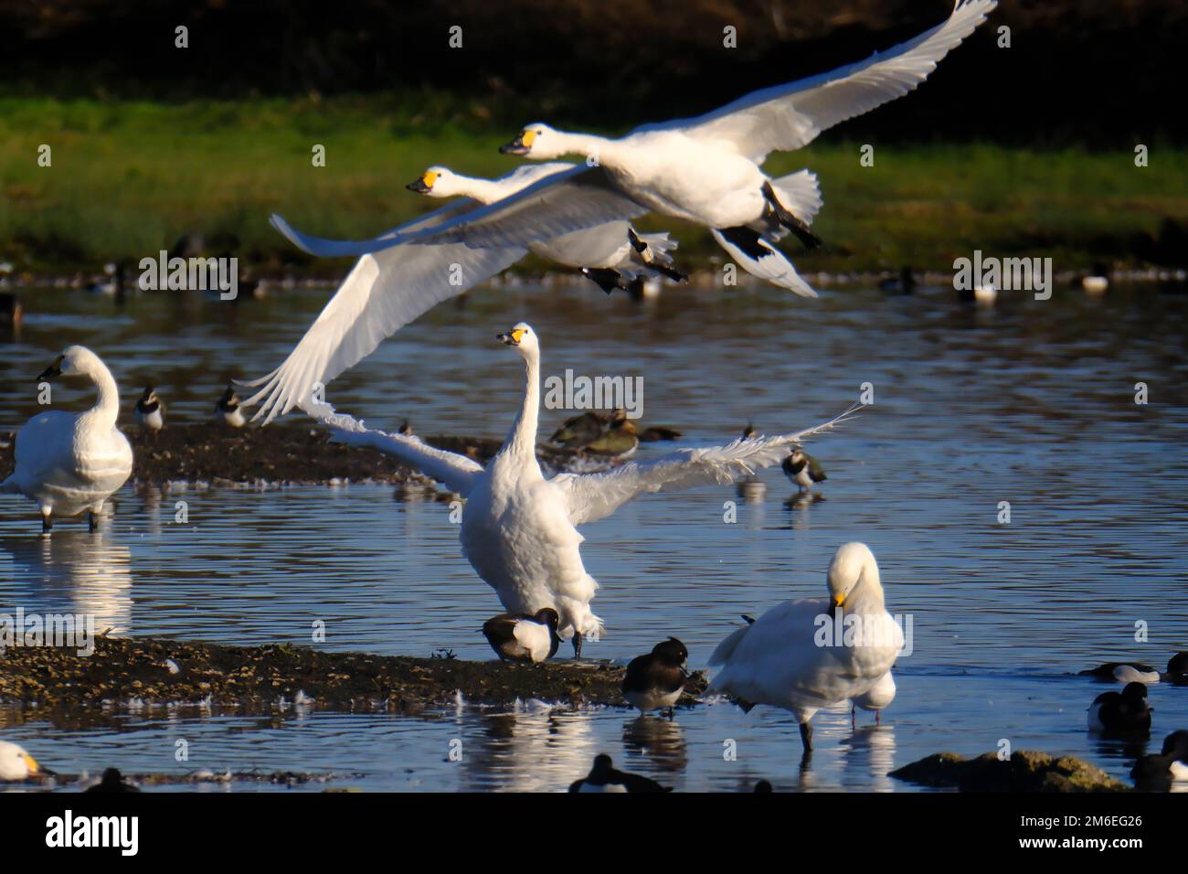 Gloucestershire, UK,02/01/2023, January. The Bewick’s Swan at WWT ...