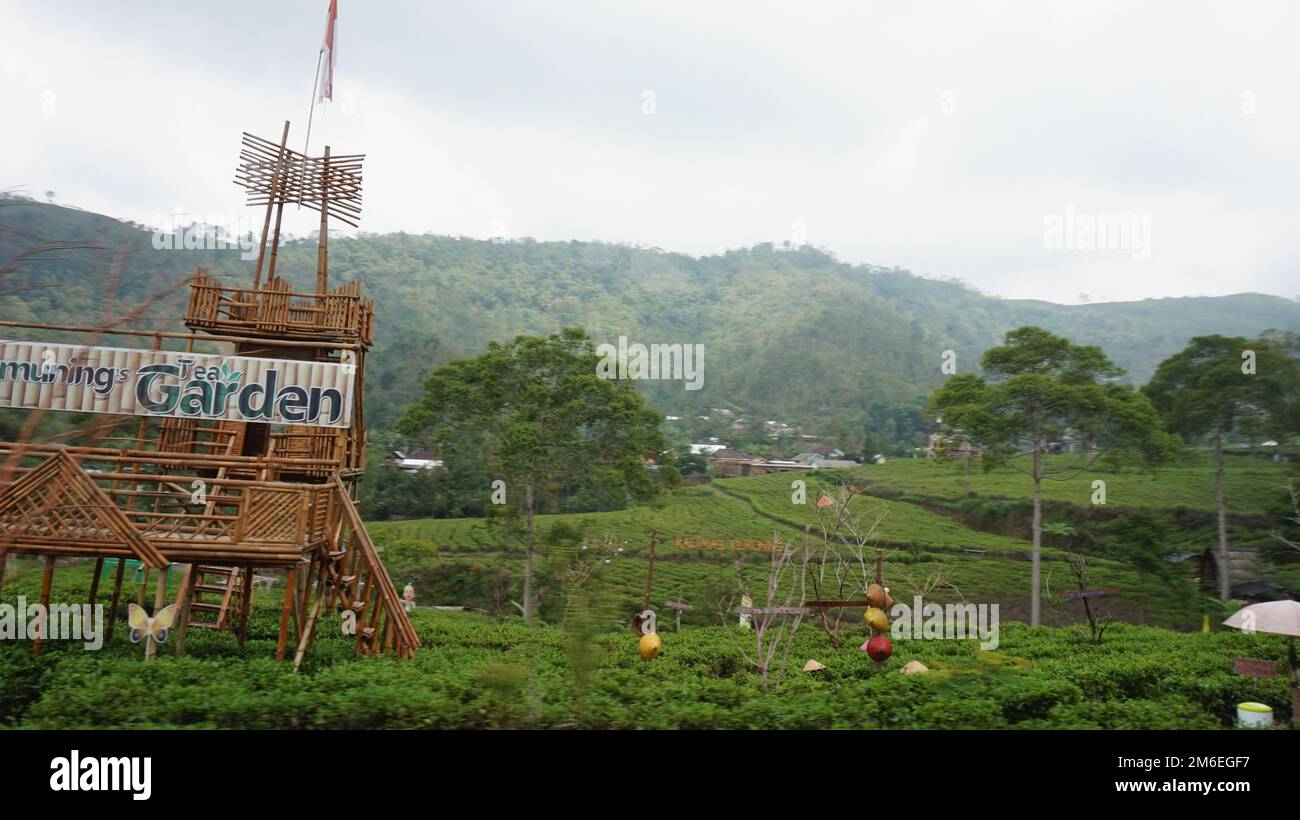 Tea Garden Kemuning, Central Java Indonesia Stock Photo - Alamy