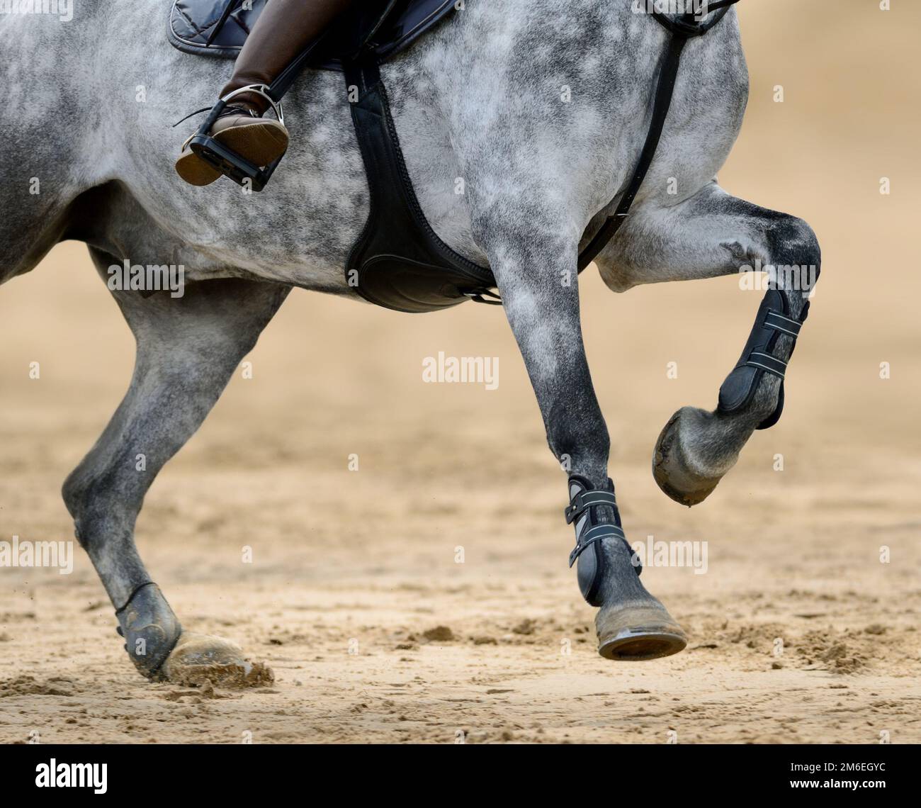 Close up image of legs of running gray horse on show jumping ...