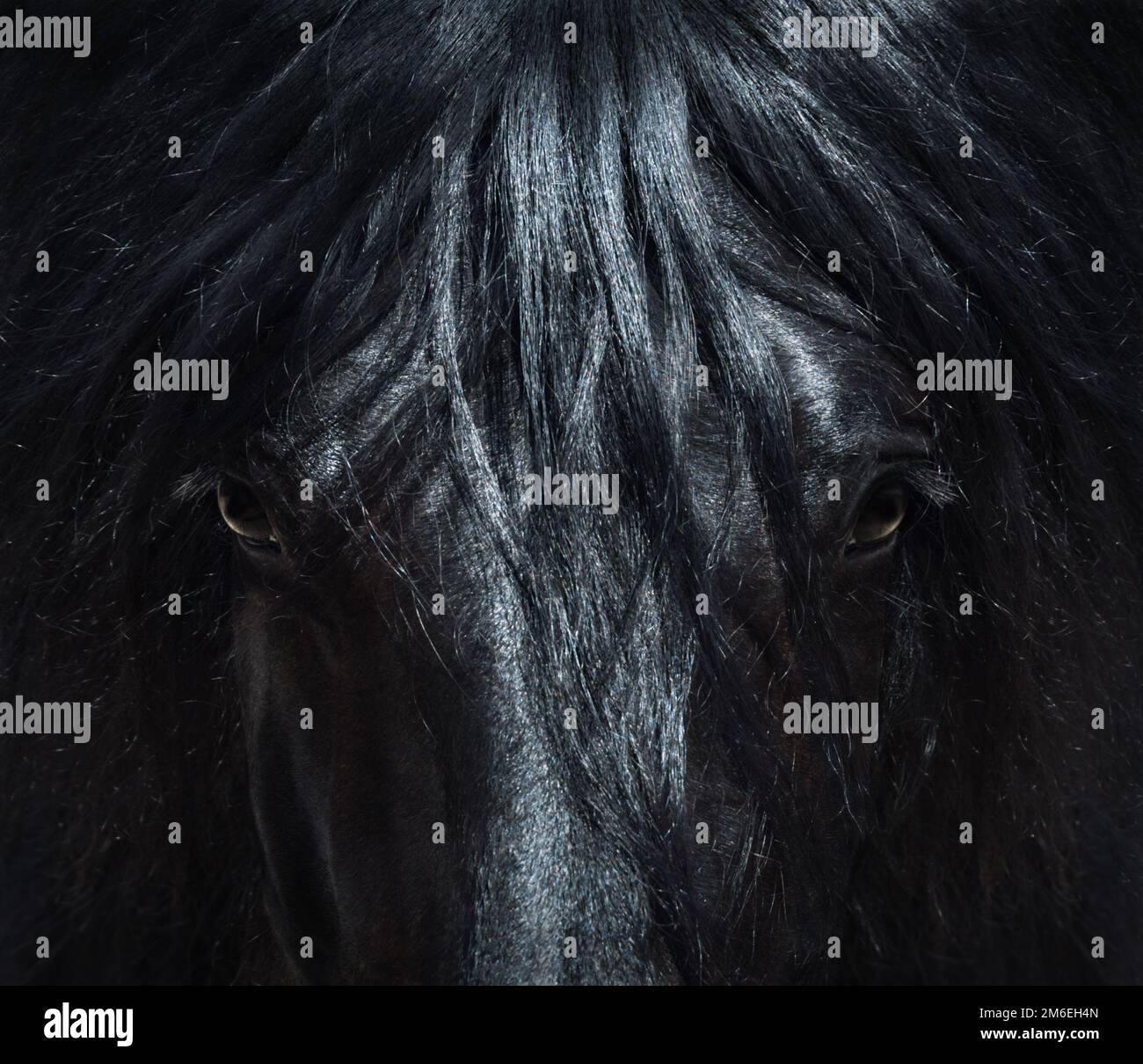 Andalusian black horse with long mane. Portrait close up. Can be used ...