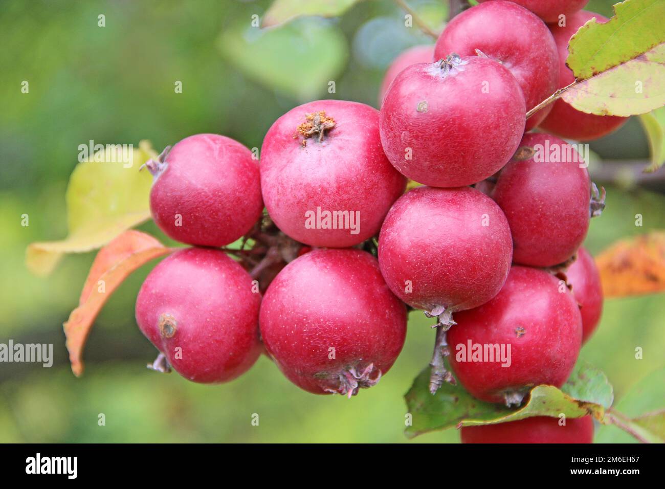 Red and ripe ranetki tree branches. Paradise apples close-up. Paradise apples hang on tree ...