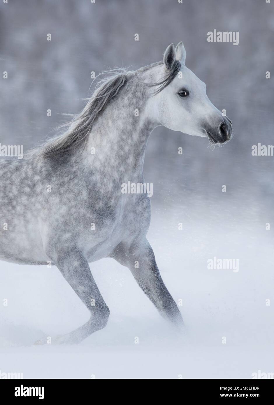 Dappled gray stallion hi-res stock photography and images - Alamy