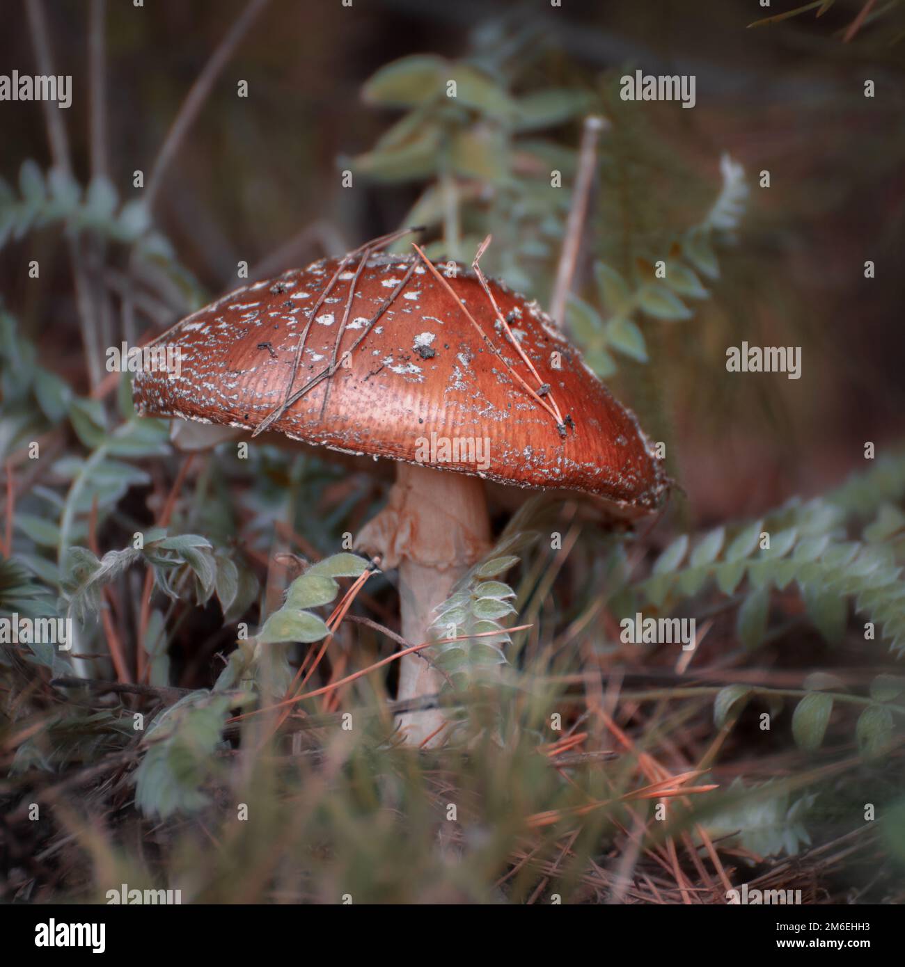 Mushroom macro close up hi-res stock photography and images - Alamy
