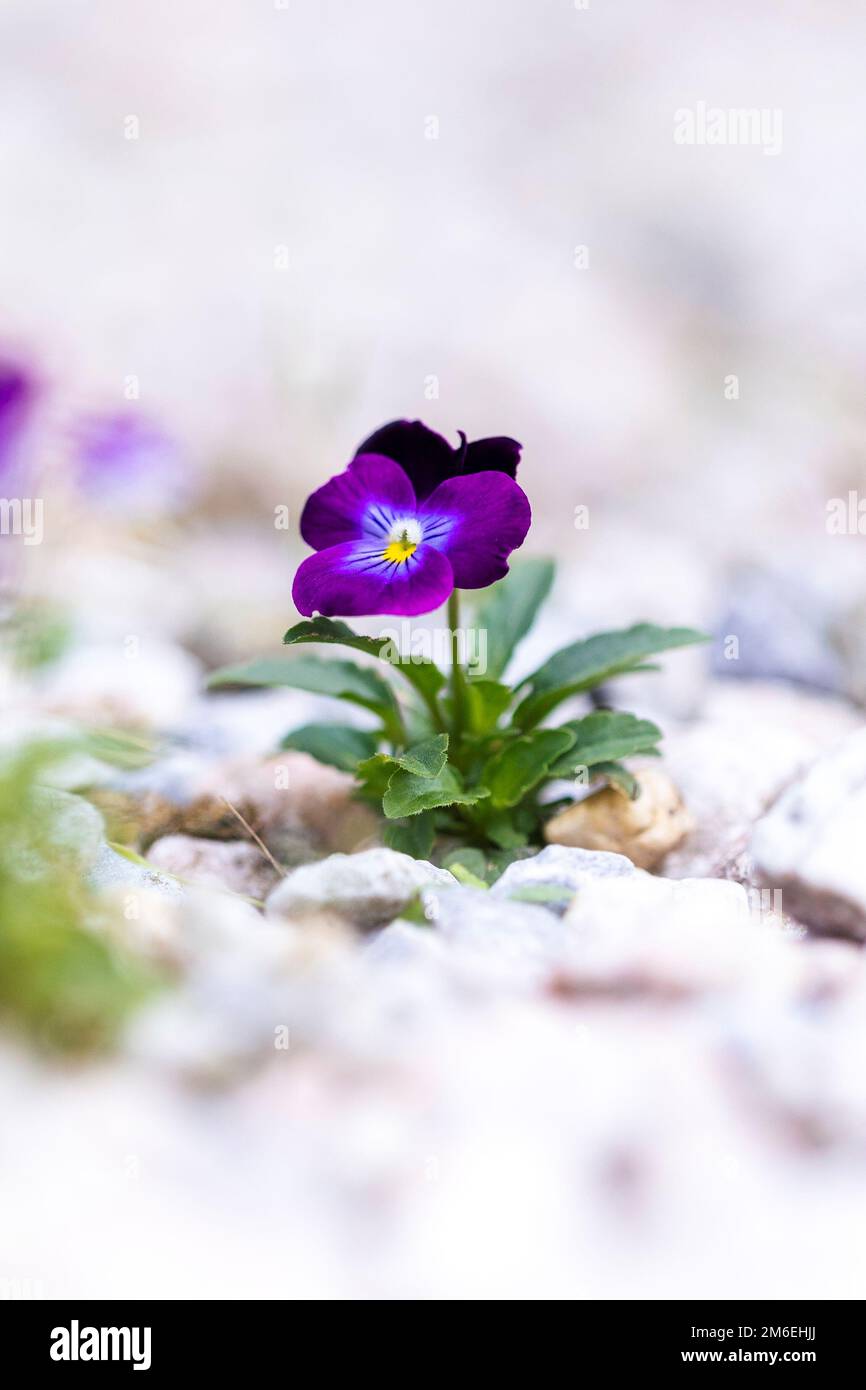 A portrait of a single small isolated purple pansy or wittrockiana ...