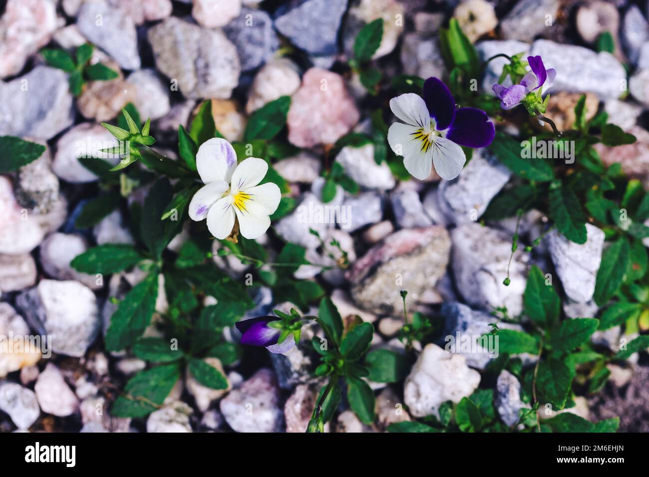 A portrait of white and dark purple viola flowers stainding in between ...