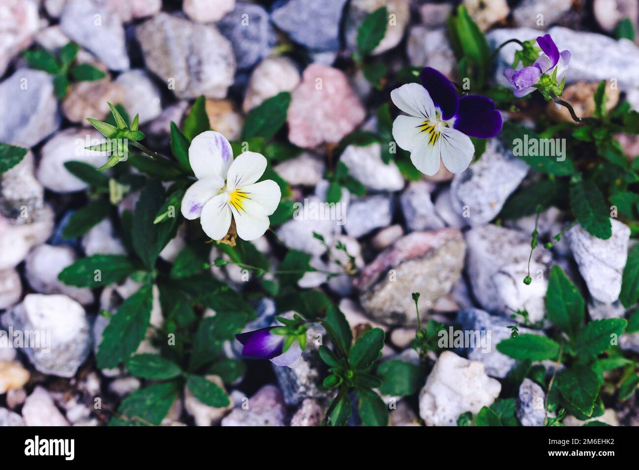 A close up portrait of white and dark purple viola flowers stainding in ...