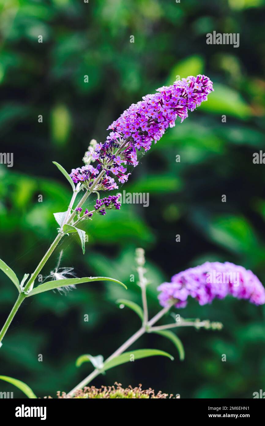 A portrait of two colorful purple buddleja davidii flowers or butterfly ...