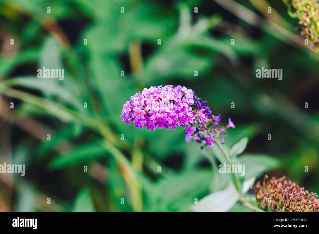 A portrait of a colorful purple buddleja davidii flower or butterfly ...
