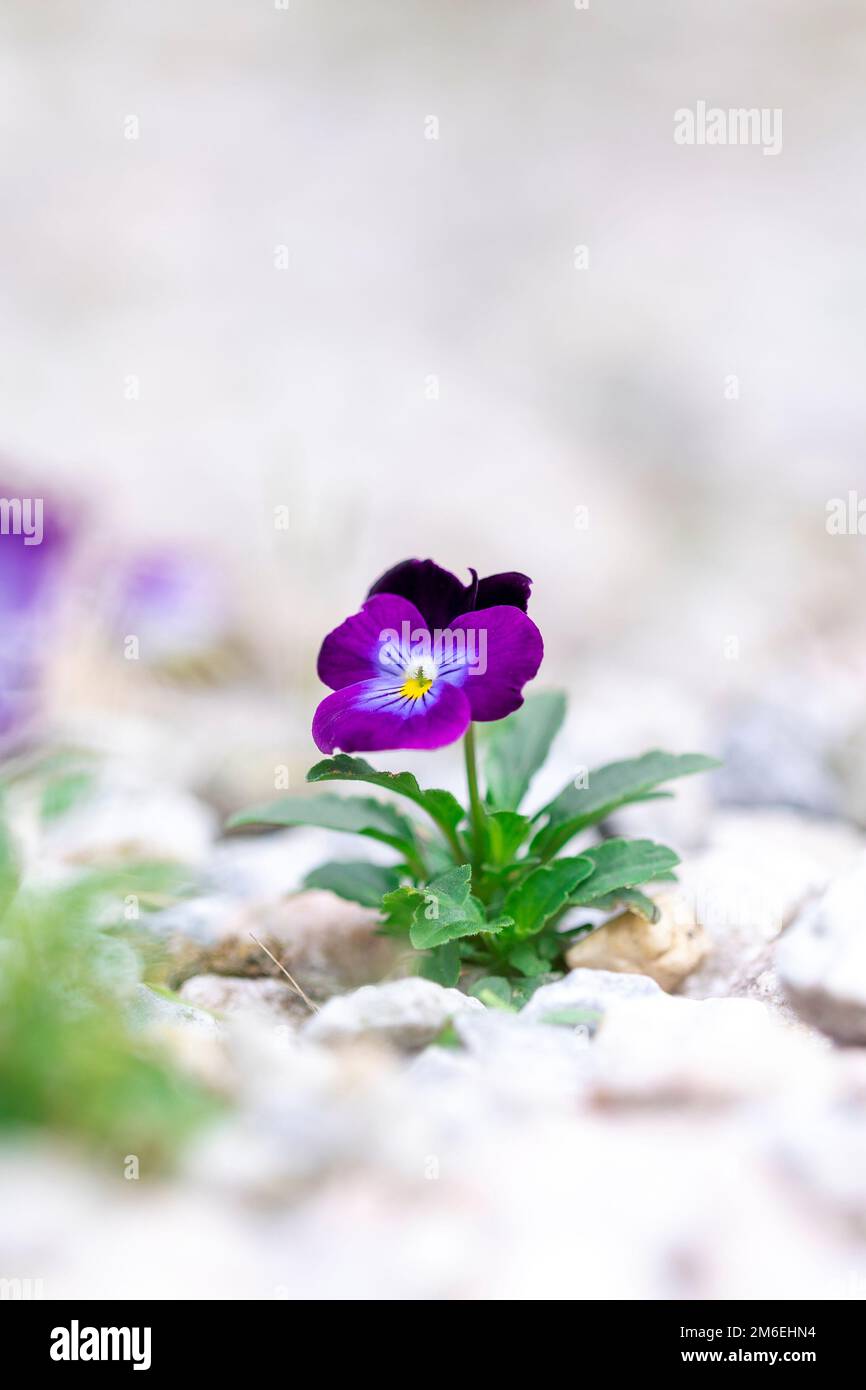A vibrant colorful portrait of a single small isolated purple pansy or ...