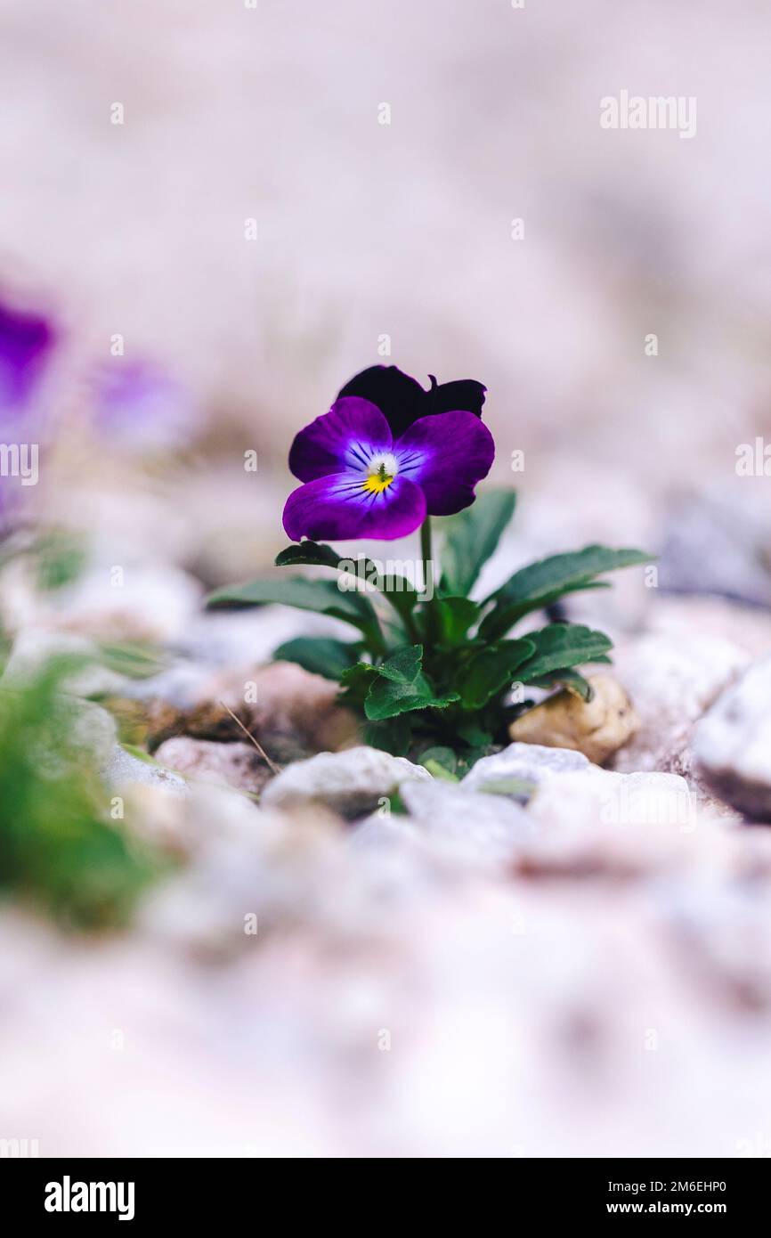 A close up portrait of a single small isolated purple pansy or ...