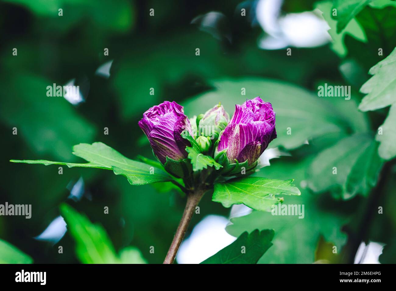 A close up portrait of the closed purple flowers of a hibiscus syriacus ...