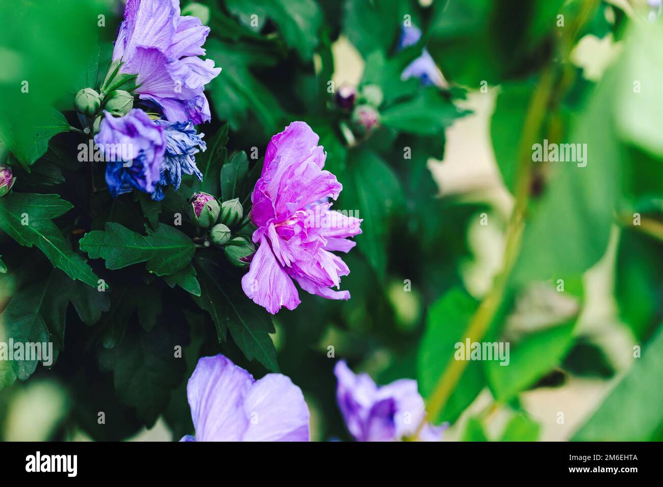 A close up portrait of the open purple flowers of a hibiscus syriacus ...