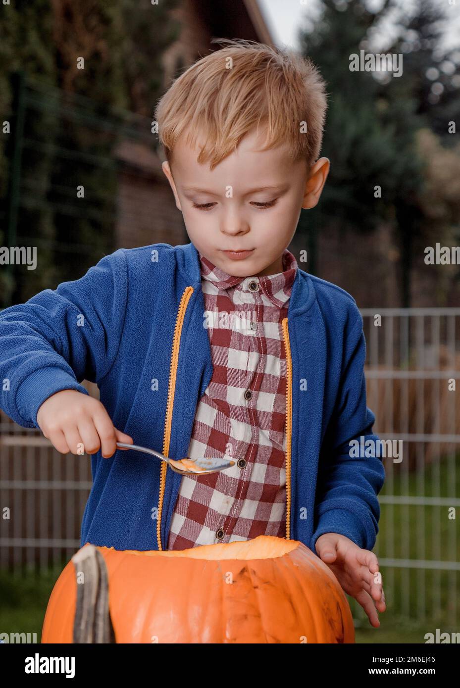 Boy with a pumpkin. A little boy cuts an orange pumpkin. Preparing for ...
