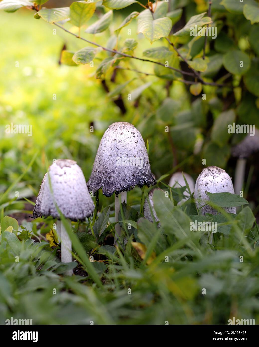 Group of white dung mushrooms Coprinus comatus Stock Photo - Alamy