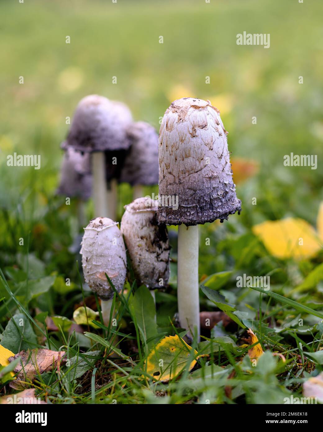 Group of white dung mushrooms Coprinus comatus Stock Photo - Alamy