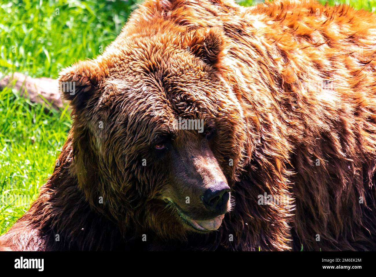 A close up portrait of a brown grizzly bear lying in the grass with its ...