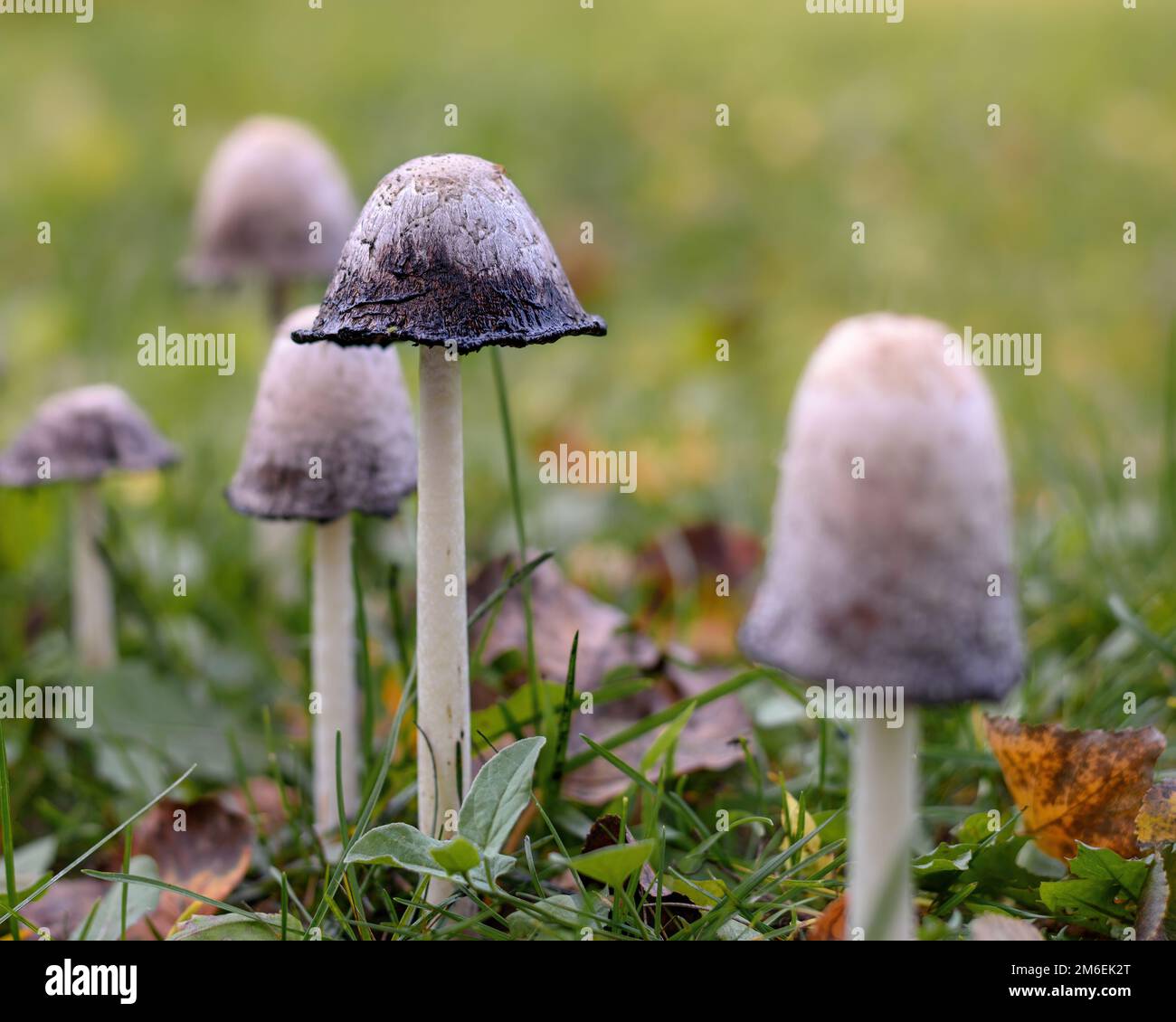 Dung mushroom hi-res stock photography and images - Alamy