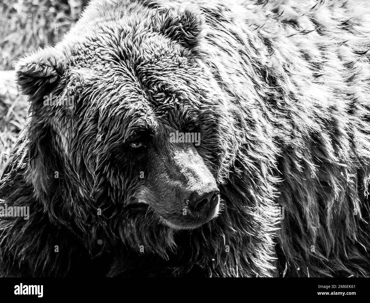 A black and white portrait of a brown grizzly bear lying in the grass ...