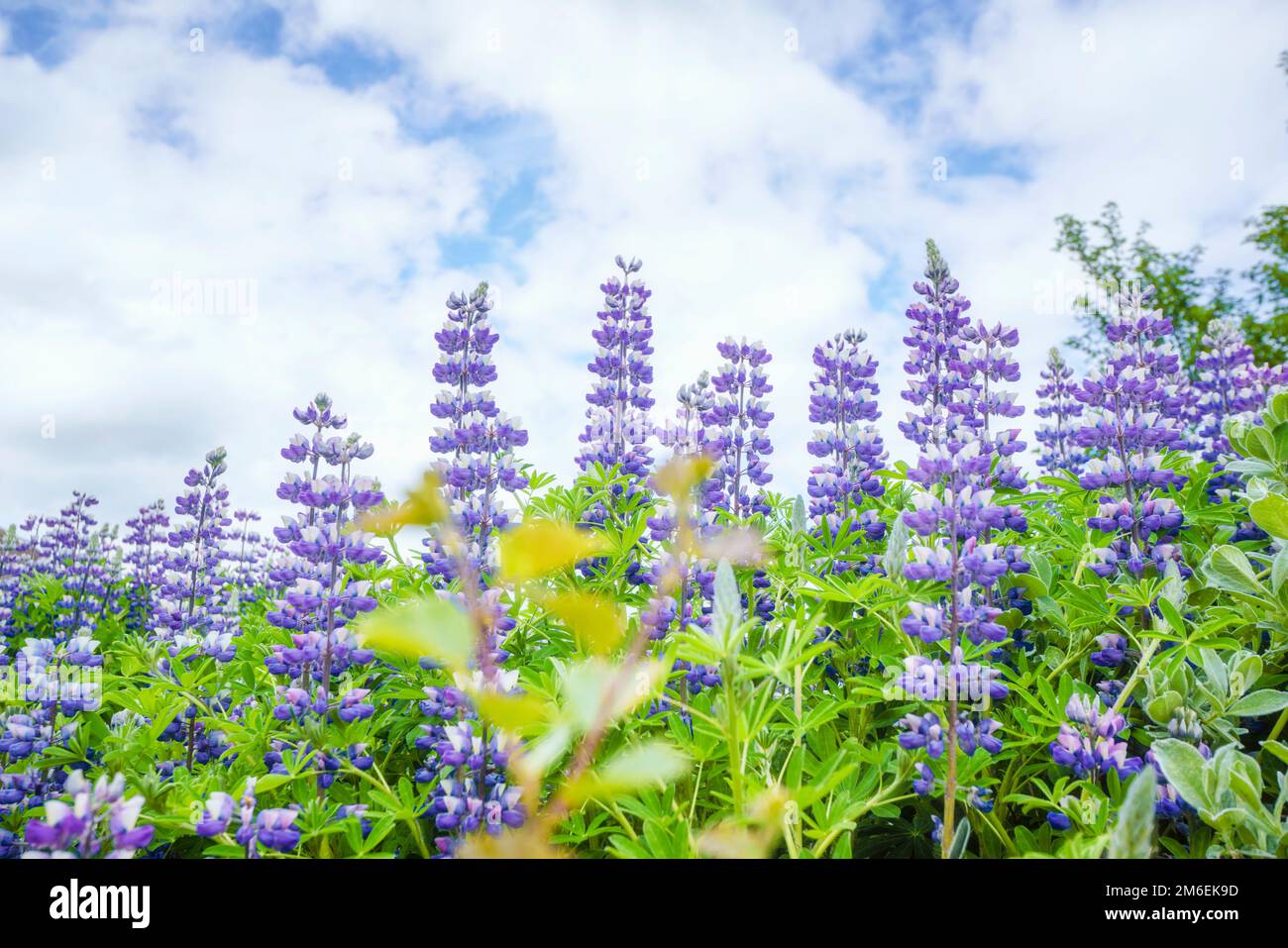 Blooming lupin flowers on a hillside in the spring in purple colors ...