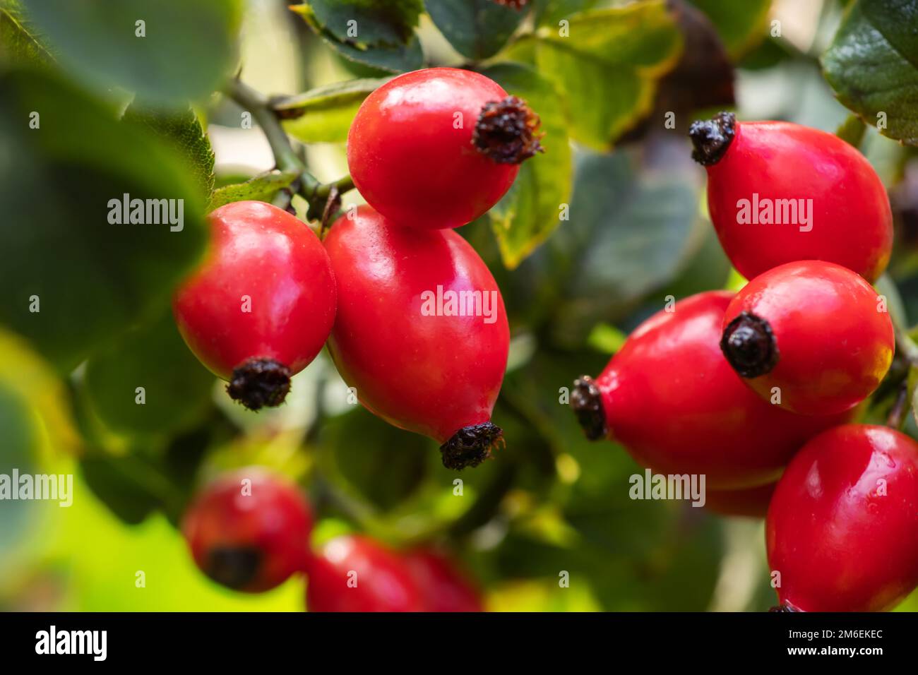 Branches of ripe rose hips in the garden Stock Photo - Alamy