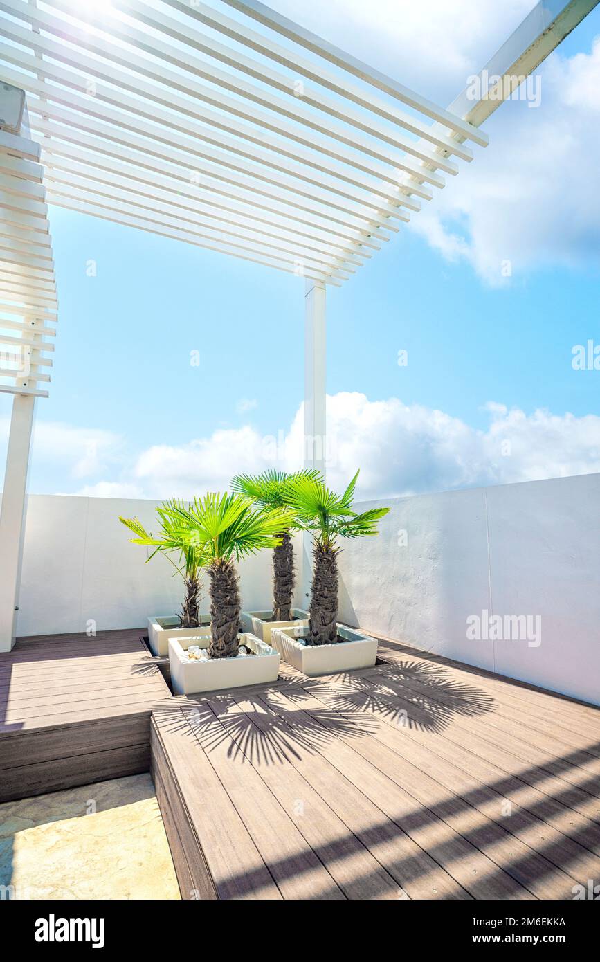 Green palm trees on a roof top terrace in the summer with a blue sky ...