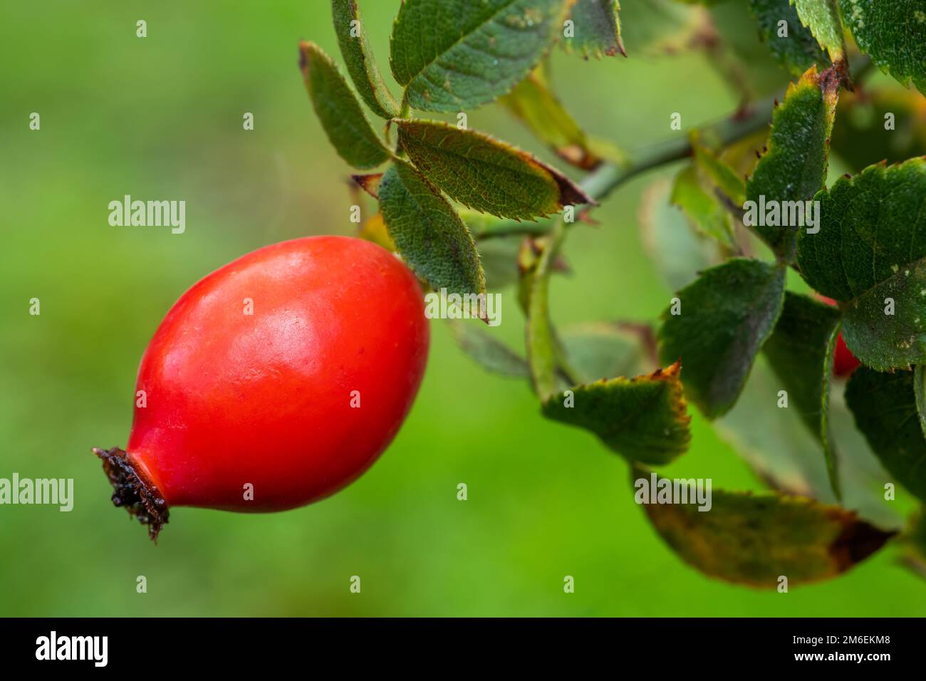 Branches of ripe rose hips in the garden Stock Photo - Alamy
