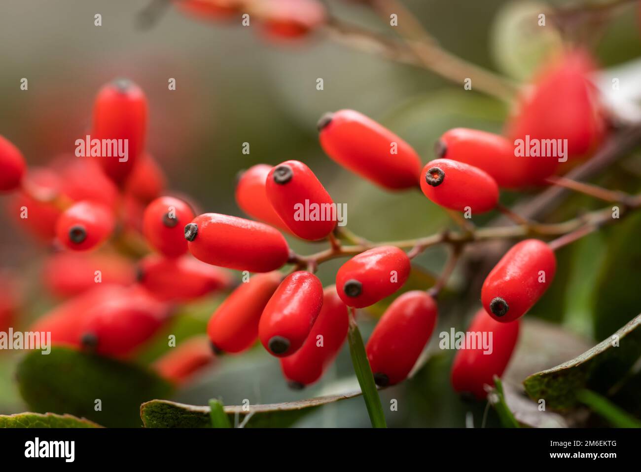 Barberry Berberis vulgaris branch fresh ripe berries natural green ...