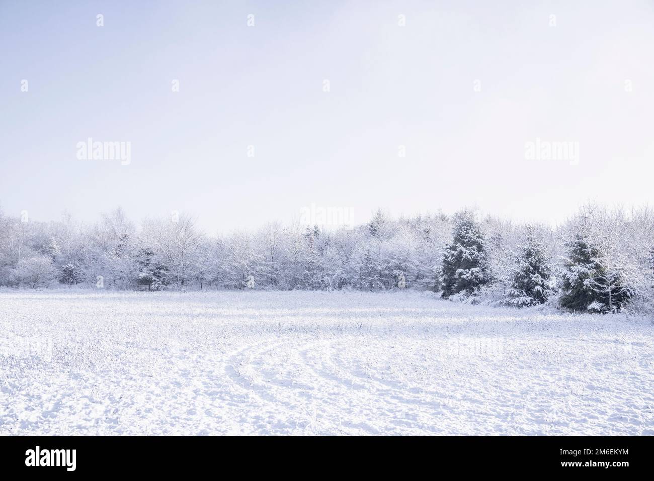 Three snowy pine trees hi-res stock photography and images - Alamy