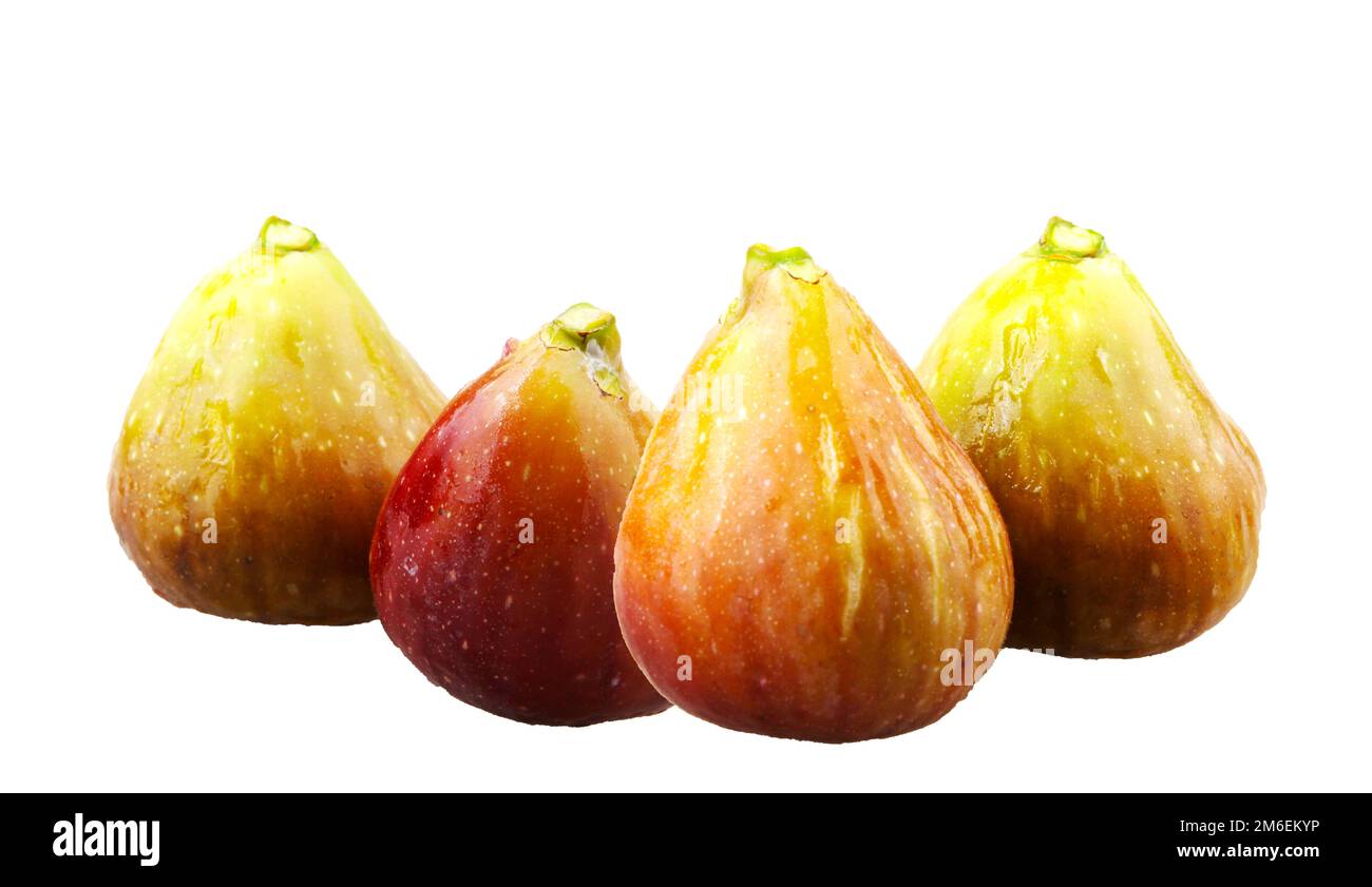 Common fig on white background. Ficus carica is an Asian species of ...