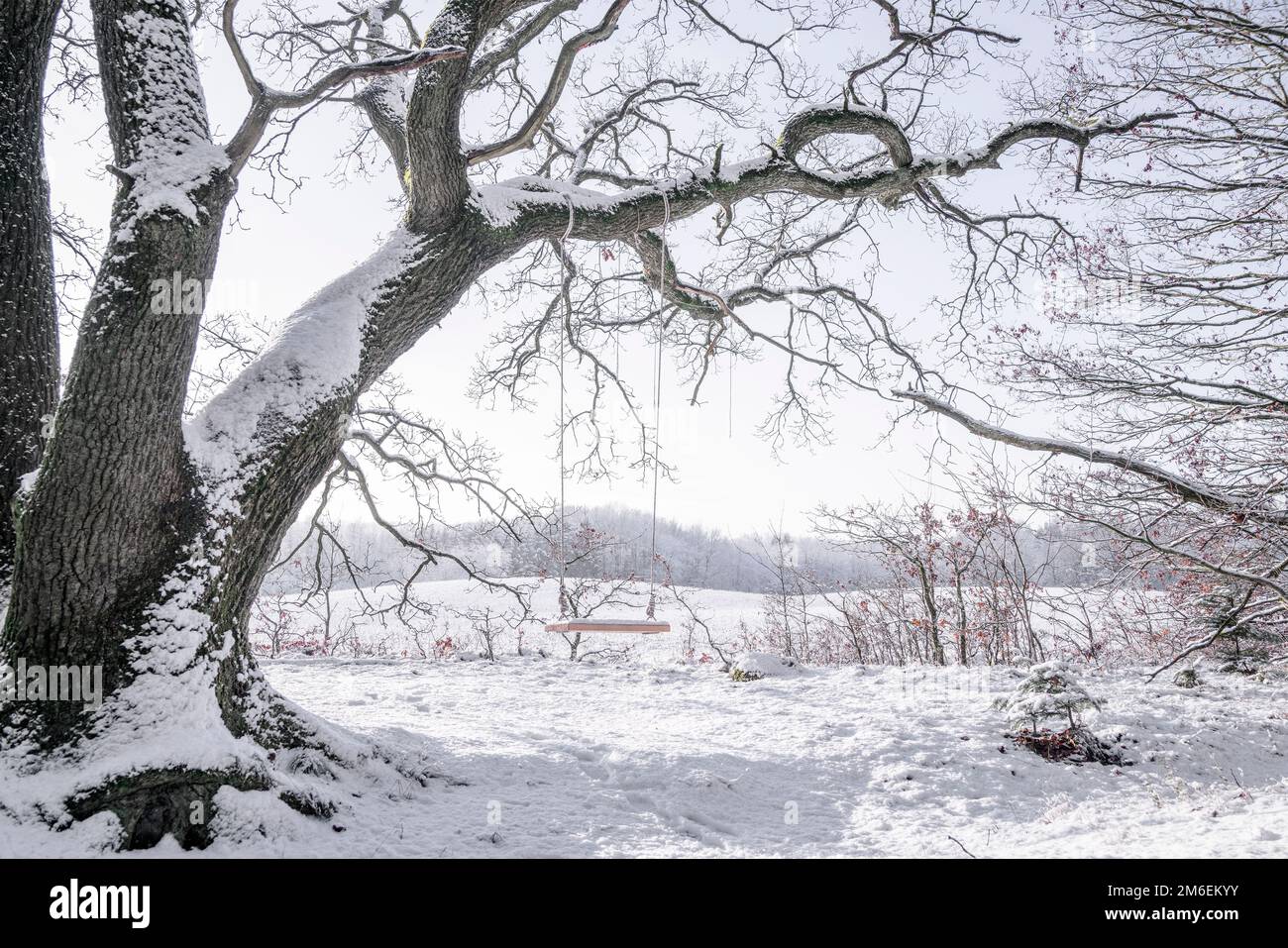 Winter scene with a swing hanging from a snow covered tree in December ...