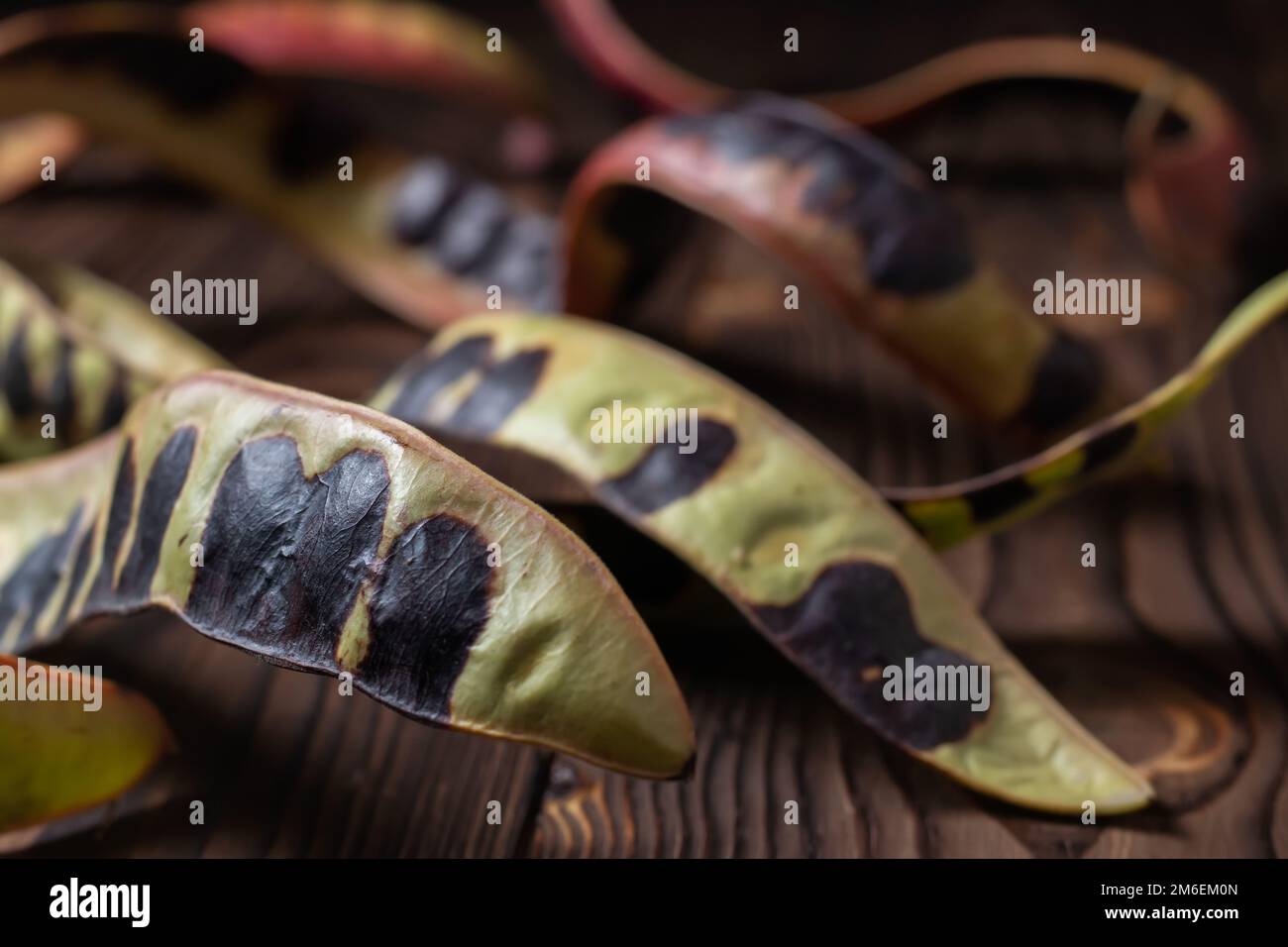 Acacia seeds hi-res stock photography and images - Alamy