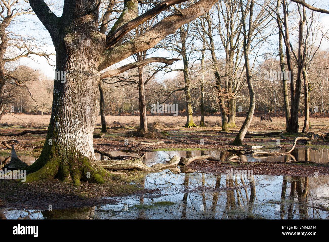 New Forest Hampshire England UK Stock Photo - Alamy