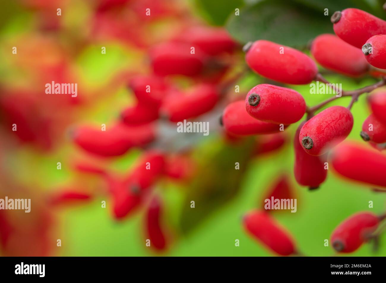 Barberry Berberis vulgaris branch fresh ripe berries natural green ...