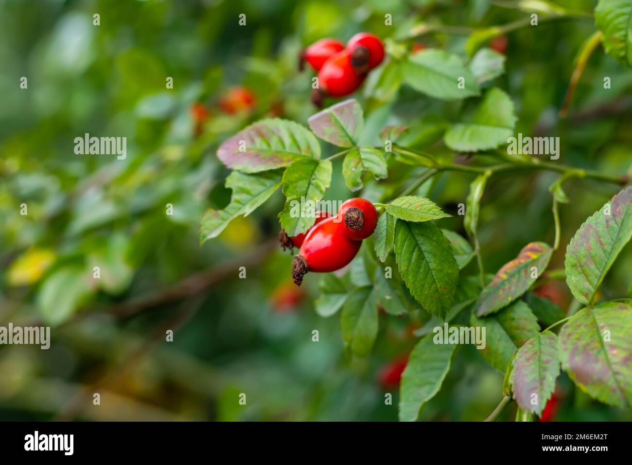 Ripened rose hips on shrub branches, red healthy fruits of Rosa canina ...
