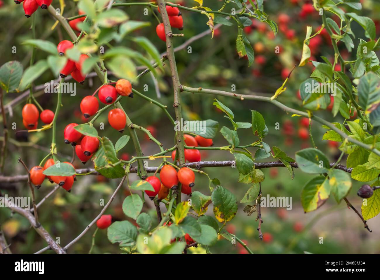 Branches of ripe rose hips in the garden Stock Photo - Alamy