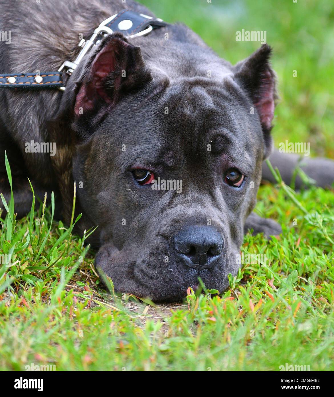 Cane Corso Tigrato