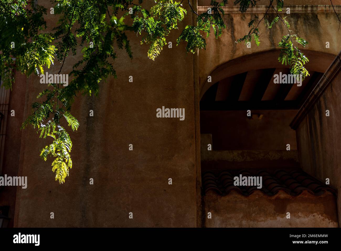 The green Akasia tree in front of an old building Stock Photo - Alamy