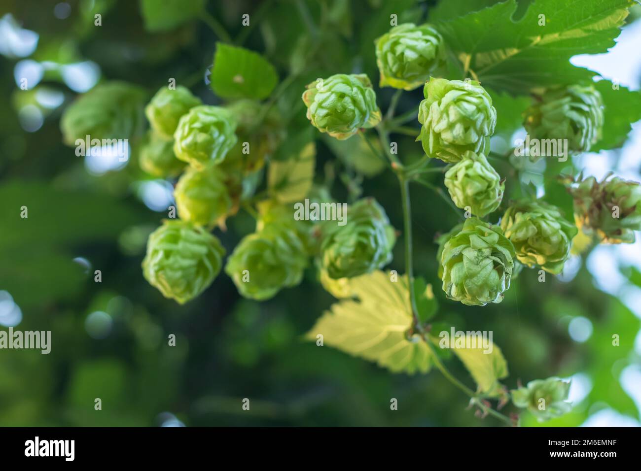 Hops extract hi-res stock photography and images - Alamy