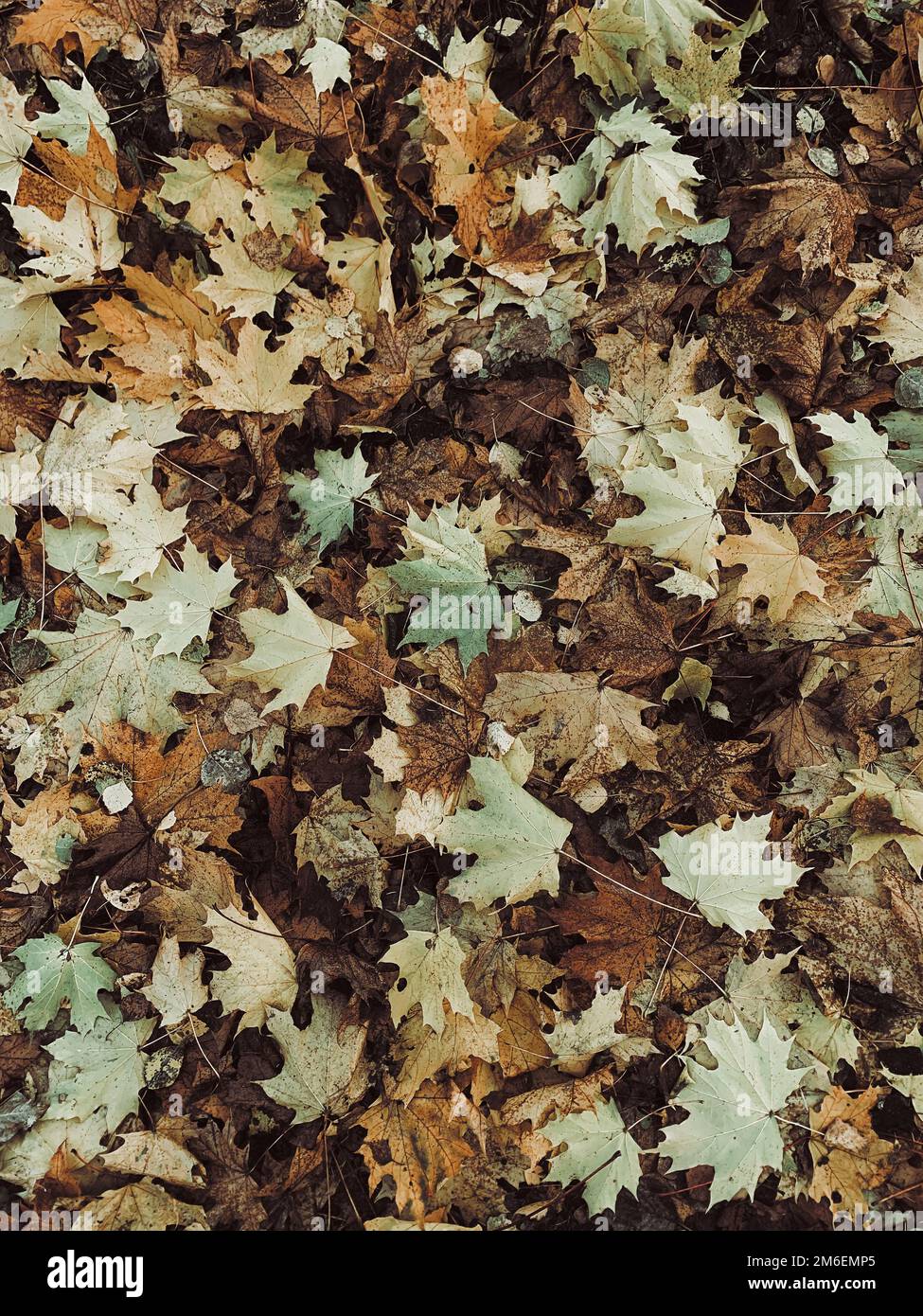 Jungle leaves on ground hi-res stock photography and images - Alamy