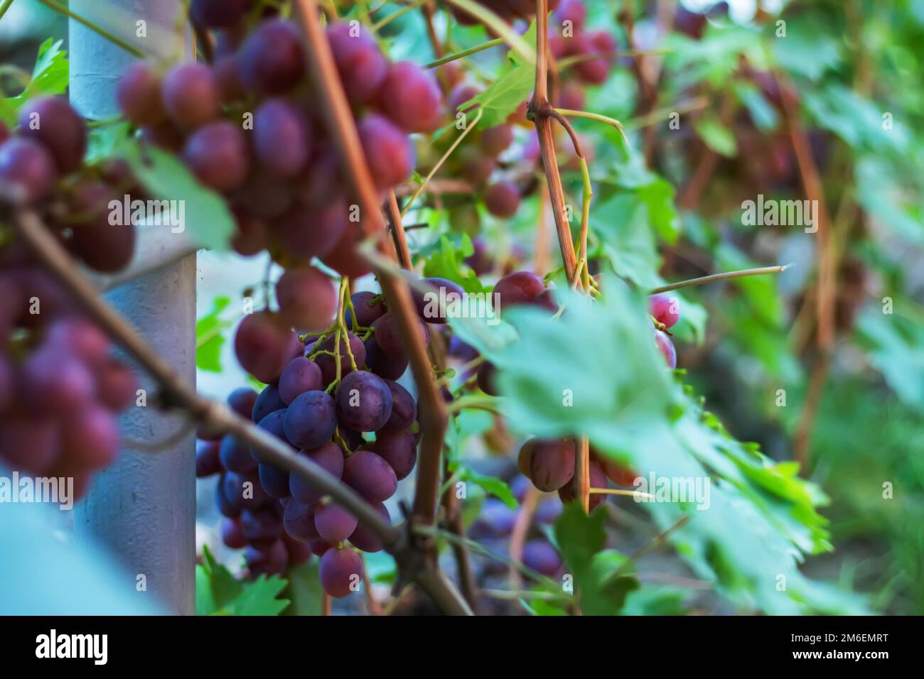 Close up of grapes hanging on branch. Hanging grapes. Grape farming ...