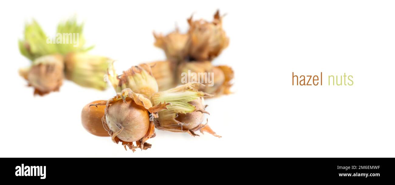 Forest nuts hazel nuts isolated on white background Stock Photo - Alamy
