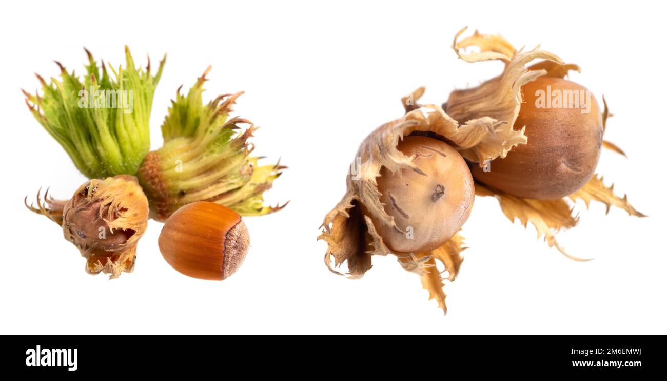 Forest nuts hazel nuts isolated on white background Stock Photo - Alamy