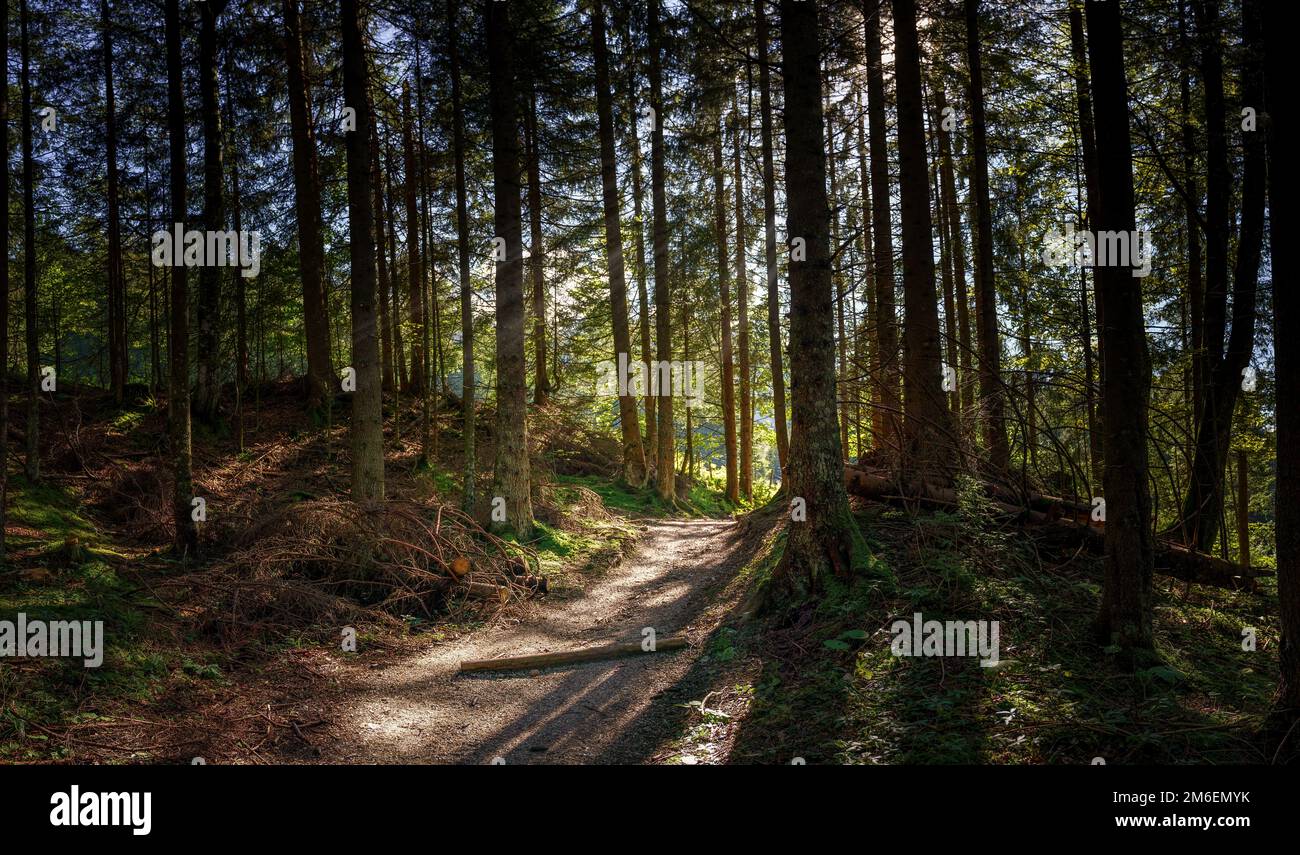 Good ray hi-res stock photography and images - Alamy