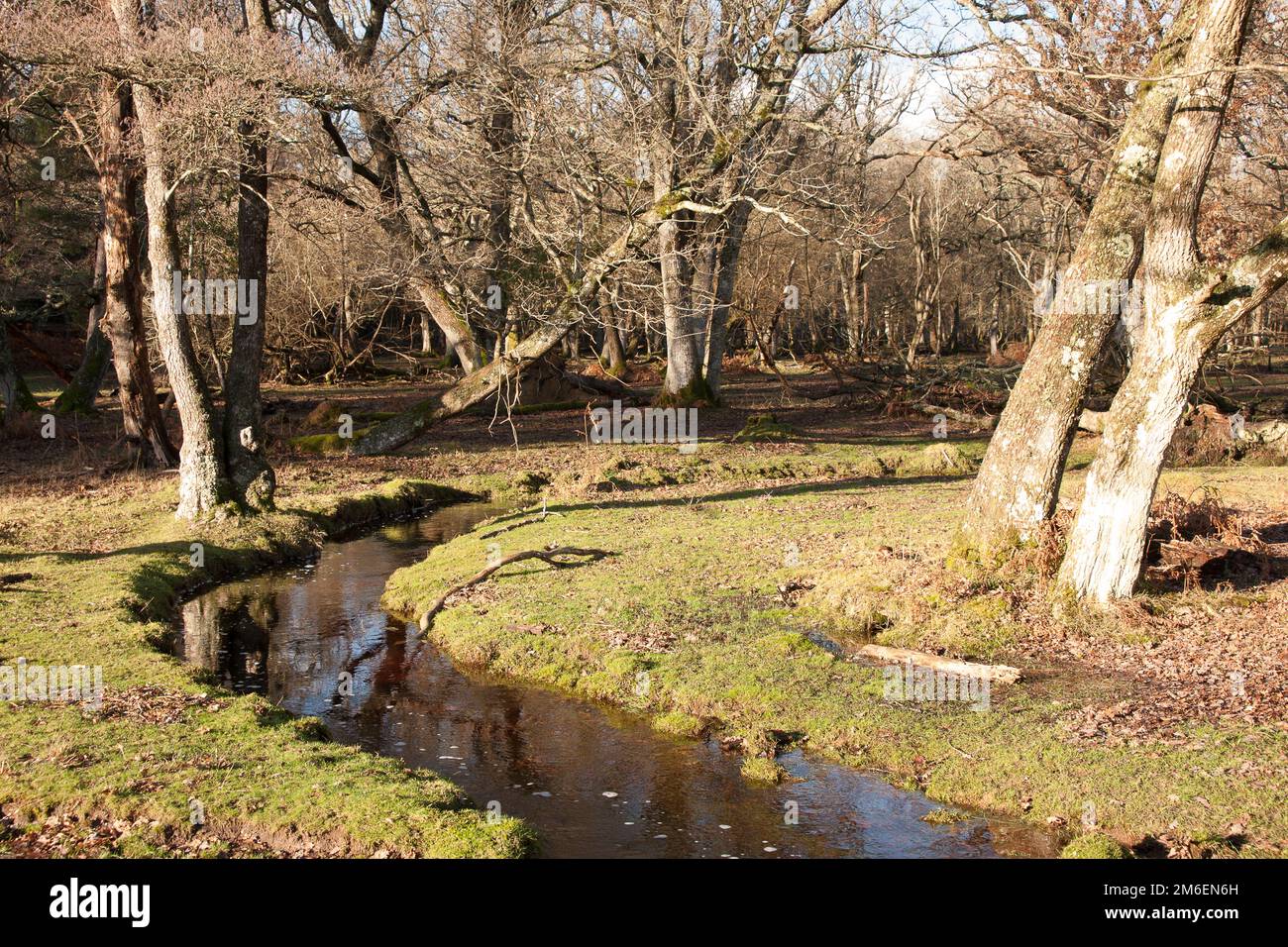 New Forest Hampshire England UK Stock Photo - Alamy