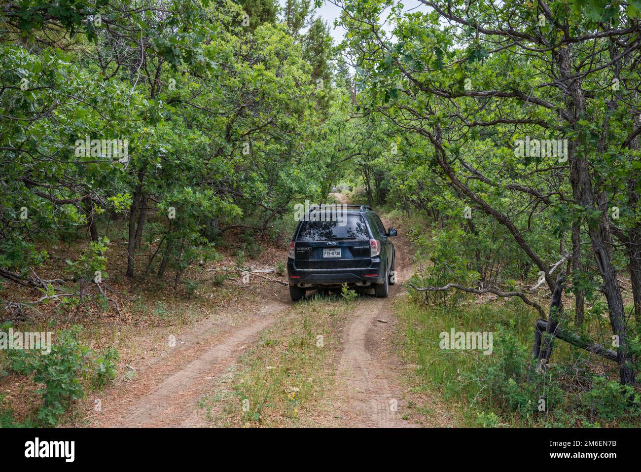 SUV on dirt track off FR 17 (Main Canyon Rd), oak groove near Birch ...