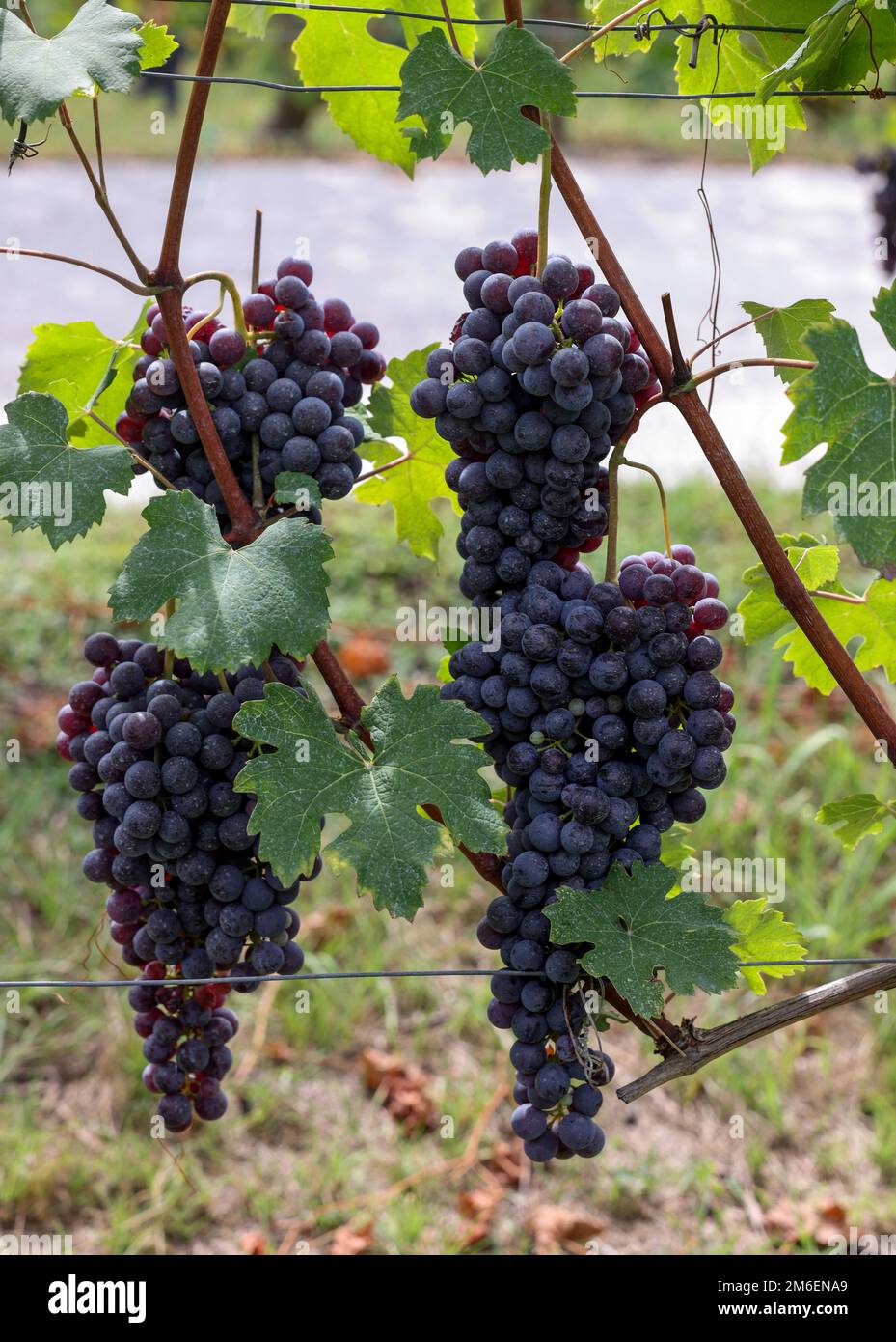 Sulphites and wine hi-res stock photography and images - Alamy