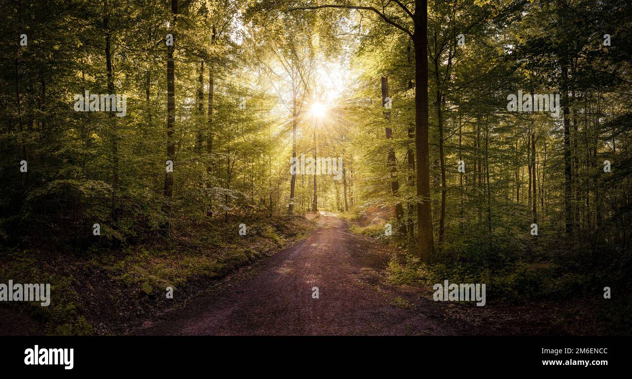 Beautiful path in forest hi-res stock photography and images - Alamy