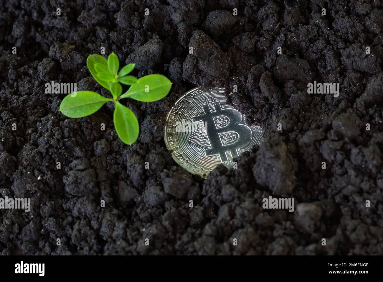Bitcoin coin in the ground and leaves grow. Concept Stock Photo - Alamy