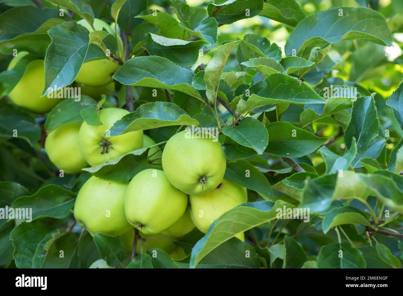 Apple tree branch with green apples on a blurred background during ripening Stock Photo - Alamy